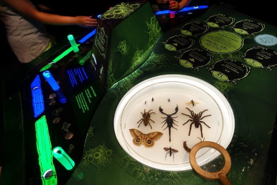 Auckland for Kids visits the Bug Lab exhibition at Auckland Zoo