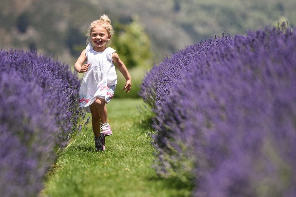 New Zealand’s most Beautiful Lavender Farms | Auckland for Kids
