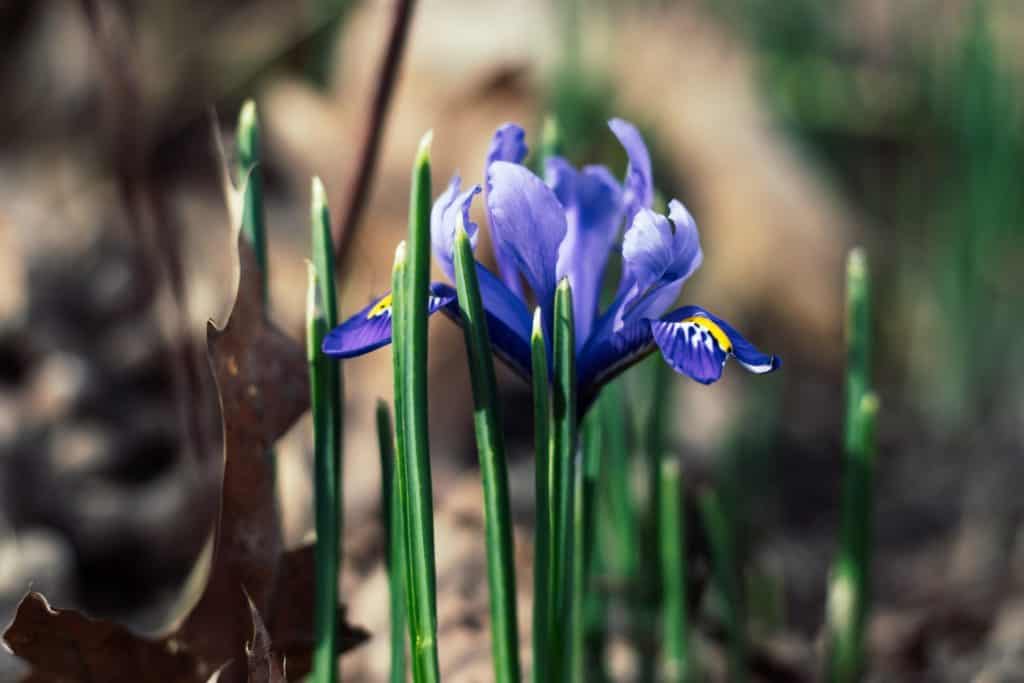 Getting the garden ready for Spring Flowering Bulbs with Kids