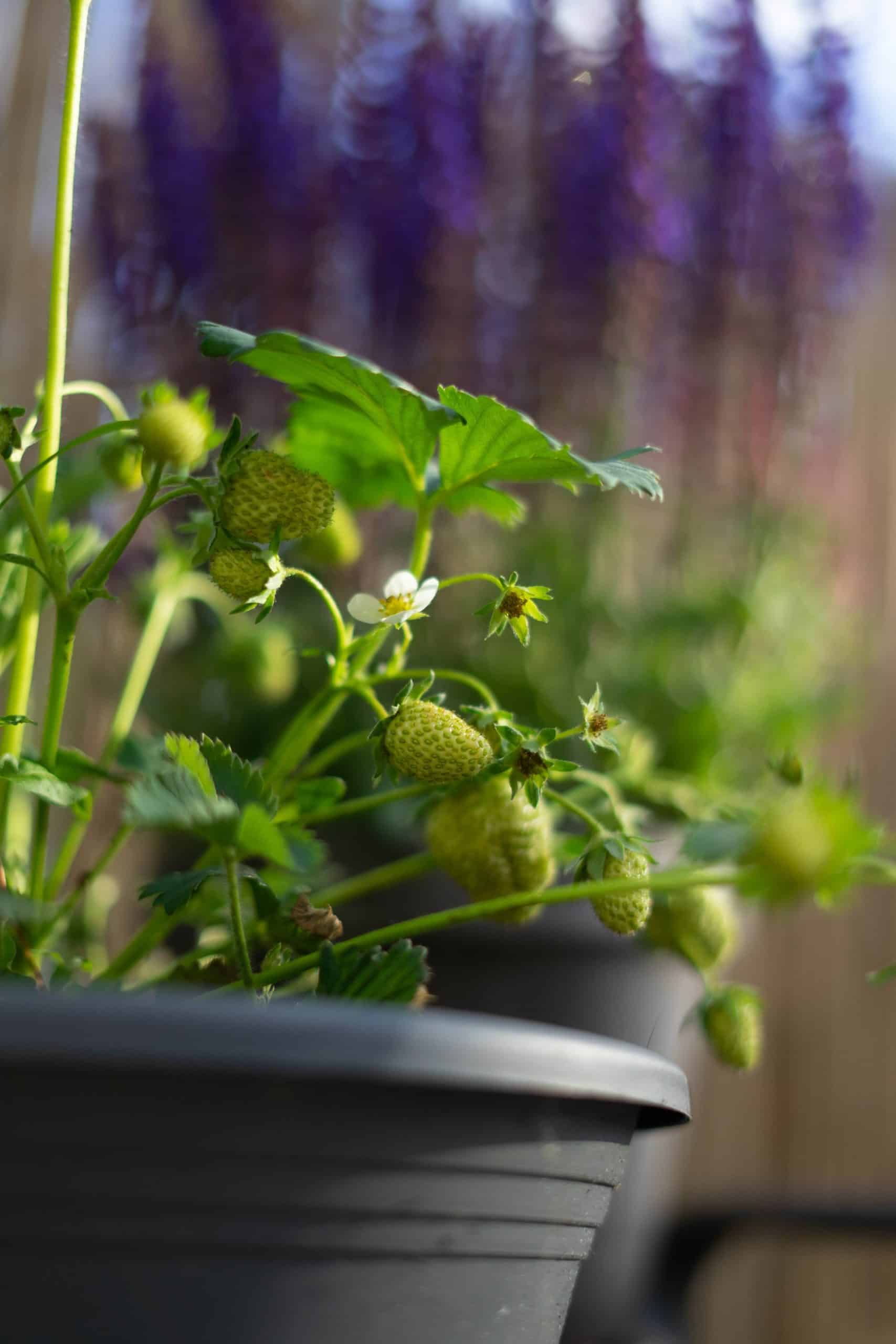 Strawberry growing guide for Kiwi Families | Auckland for Kids