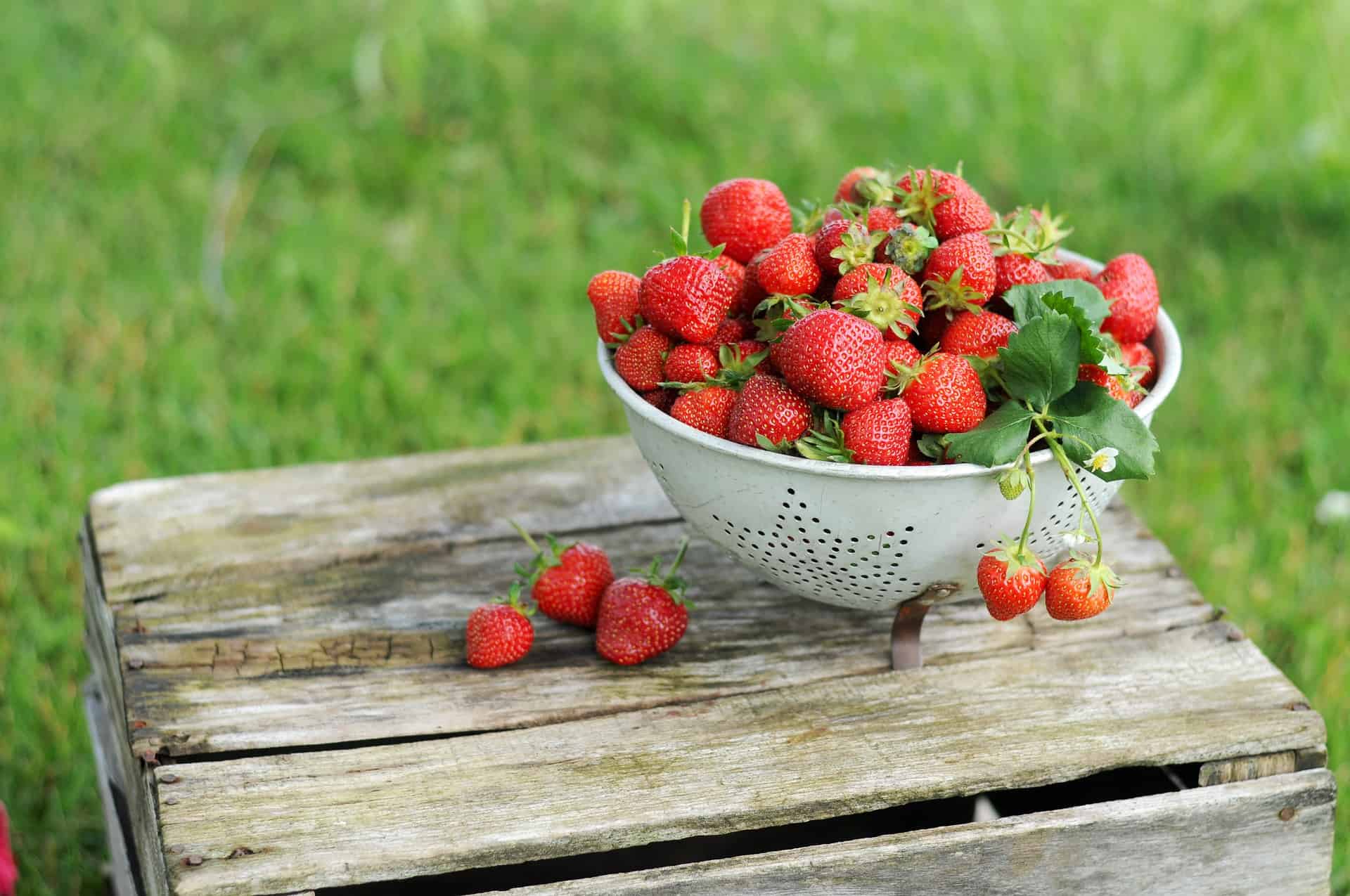 Strawberry growing guide for Kiwi Families | Auckland for Kids