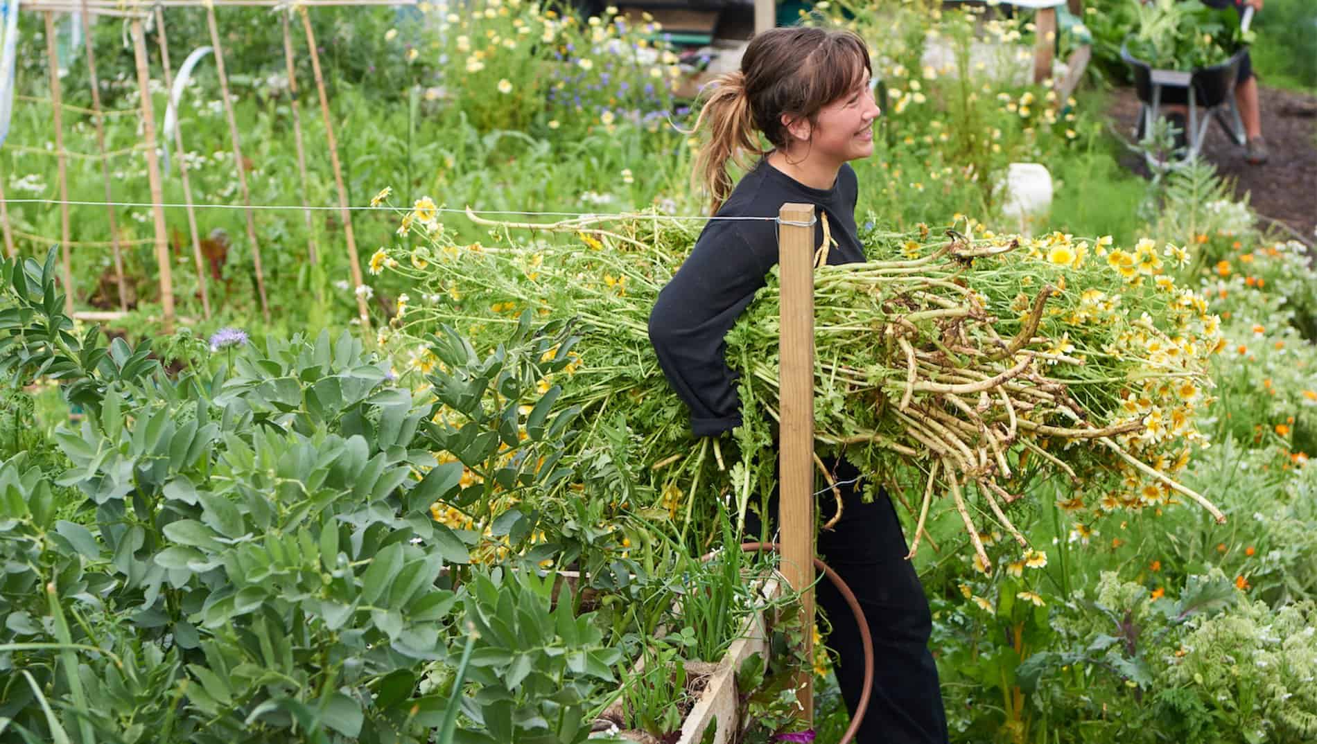 Working Bee at the OMG Urban Farm – EcoFest | Auckland for Kids