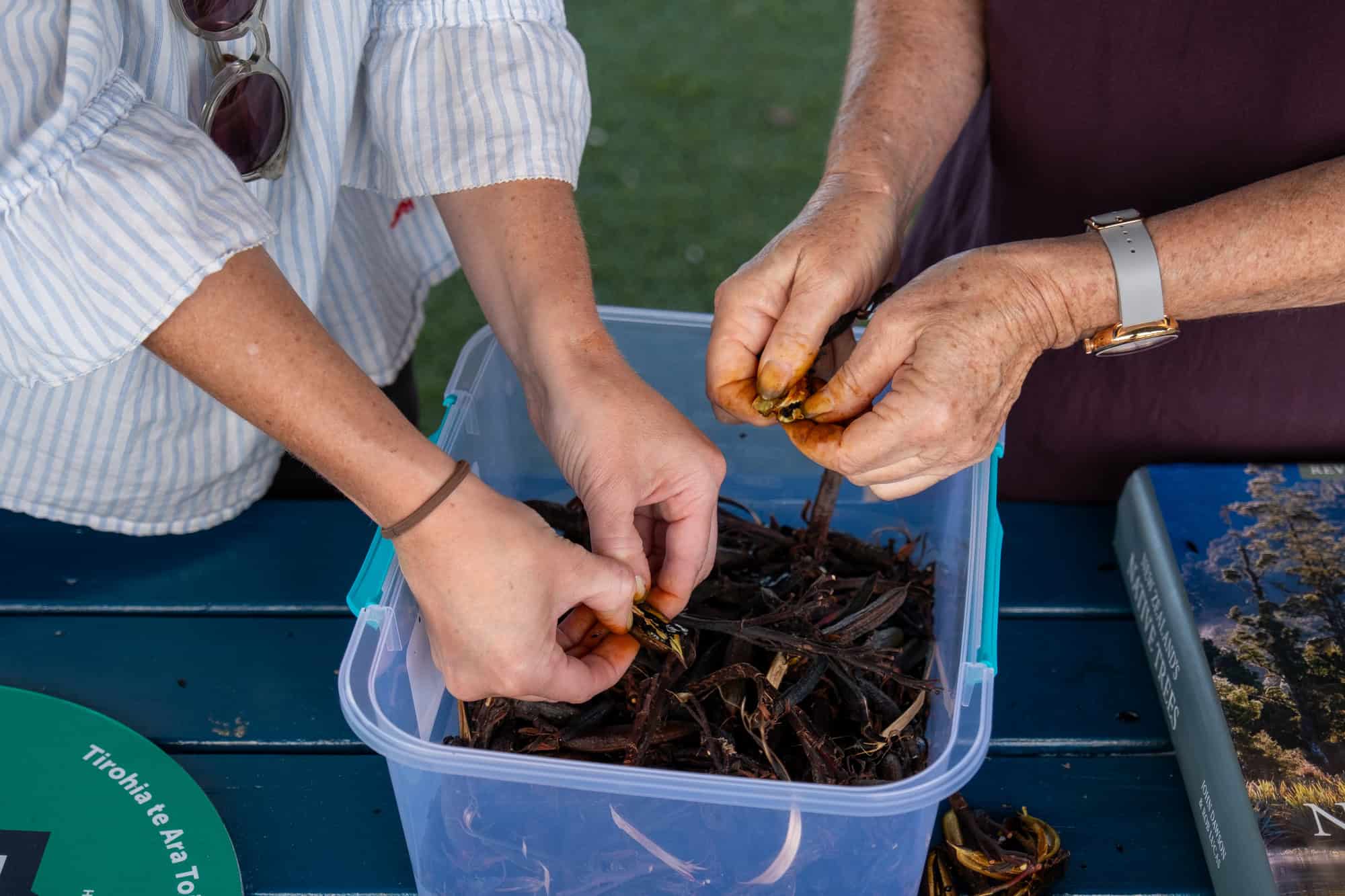 Healing the whenua, seedling dividing and planting | Auckland for Kids