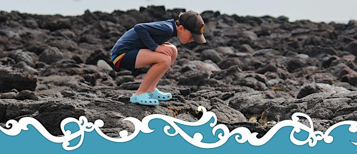 Takapuna Rockpool Exploration | Auckland for Kids