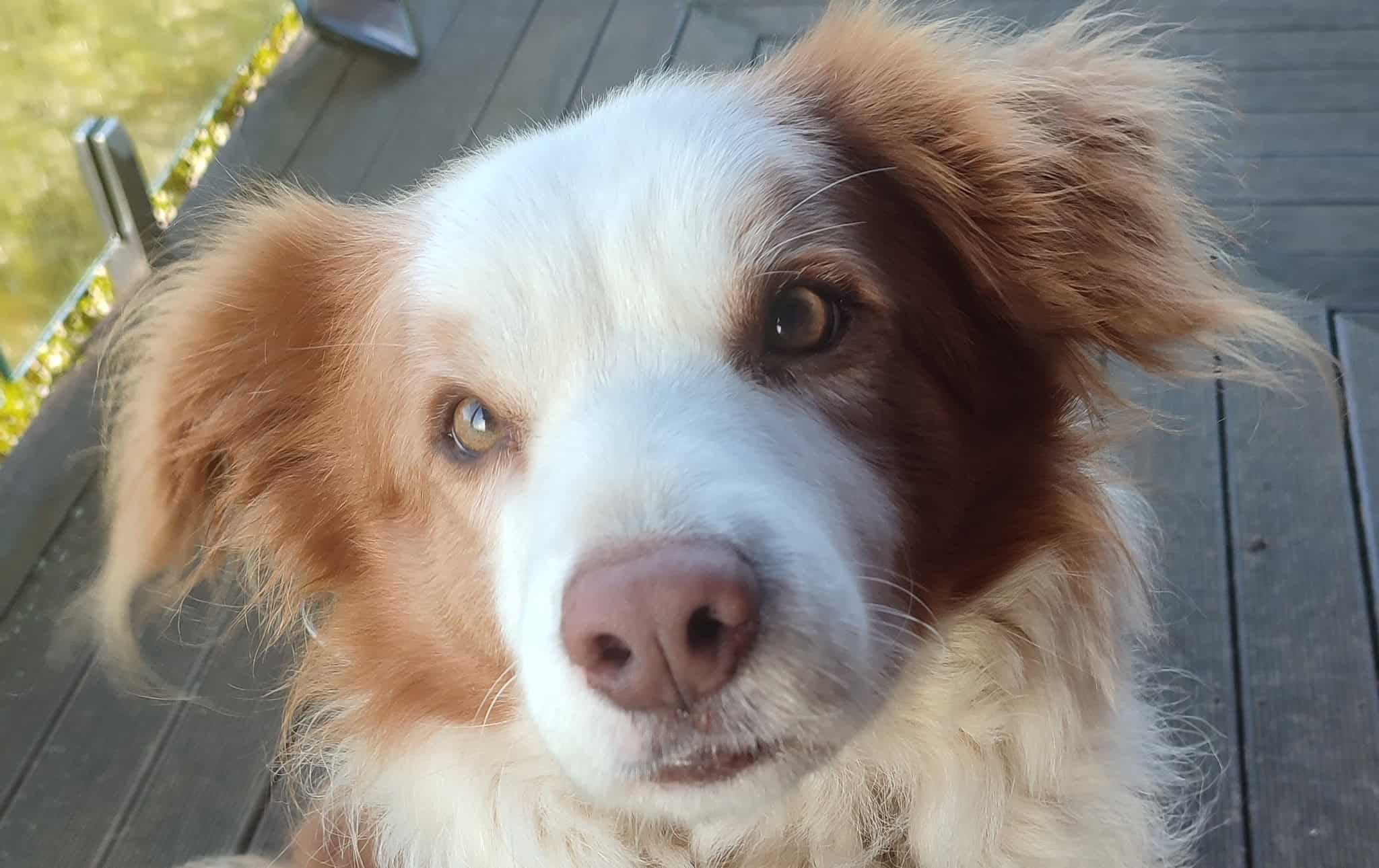 Read to Mango | Auckland for Kids