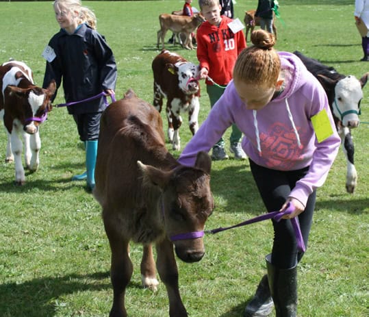 Drury School Calf Club Day 2024 | Auckland for Kids