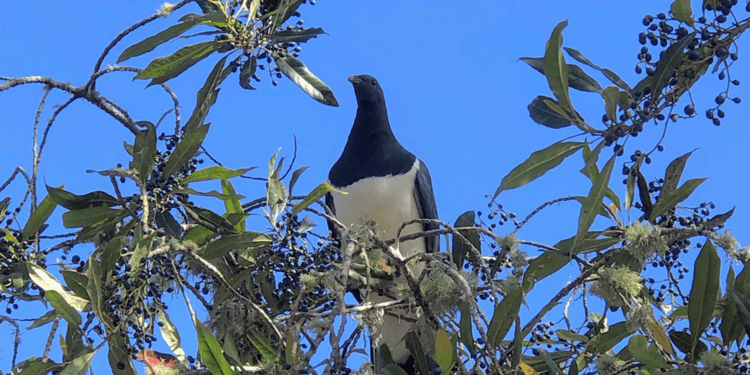 What’s on TODAY | Auckland for Kids