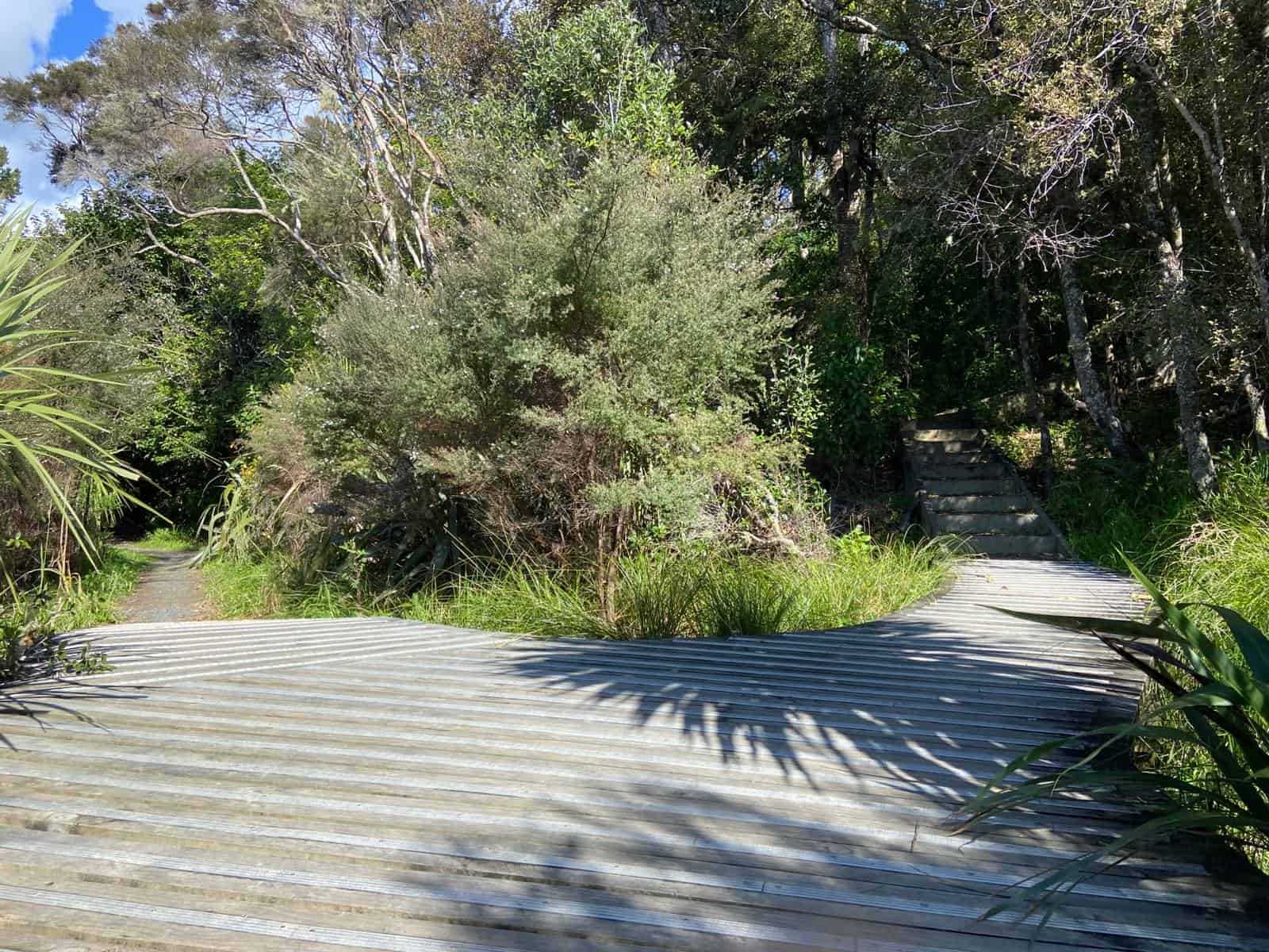 Ranger Guided Walk Adah Platts-Mills Reserve | Auckland for Kids
