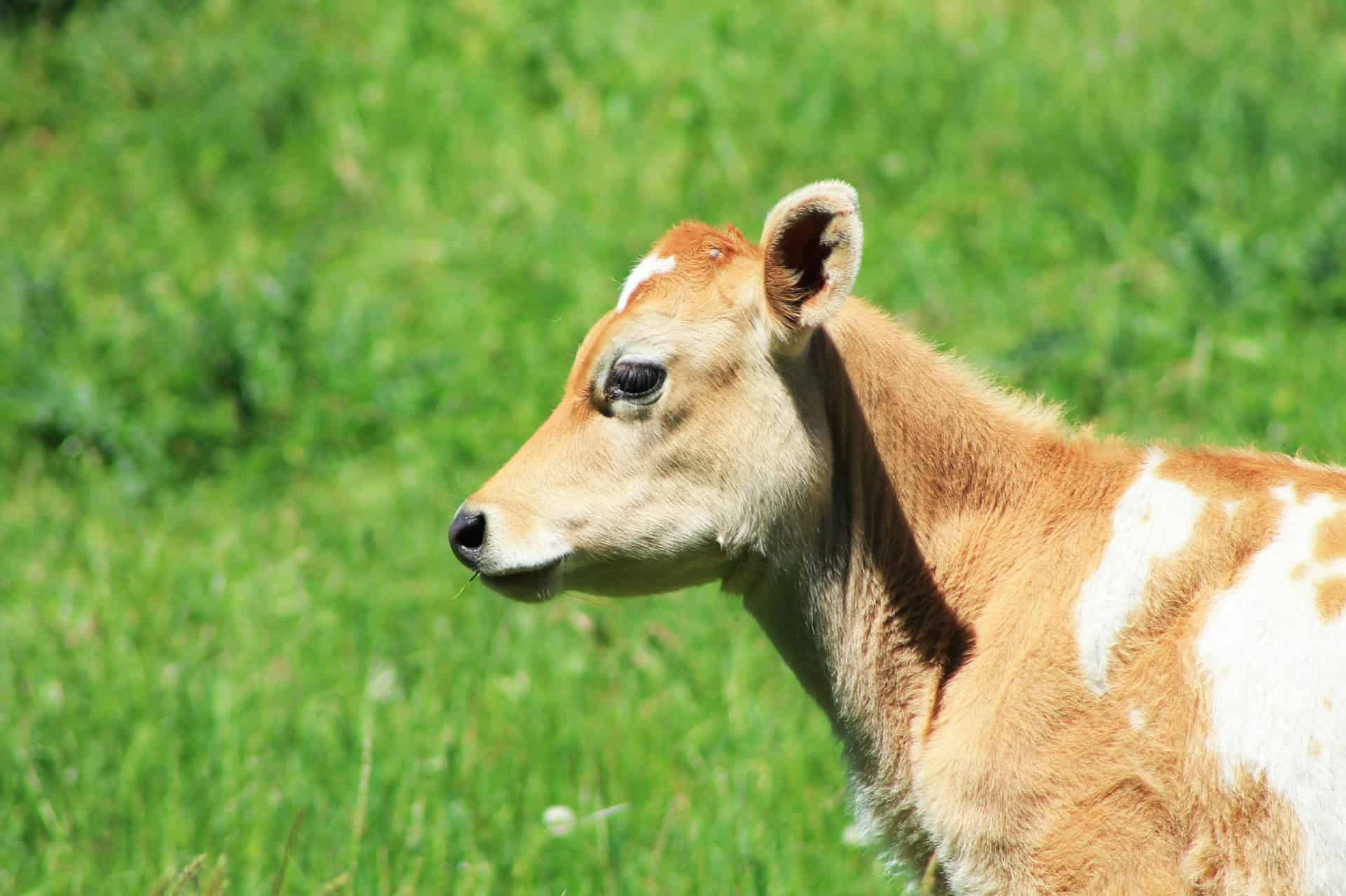 Bombay School Calf Club and Gala 2025 | Auckland for Kids